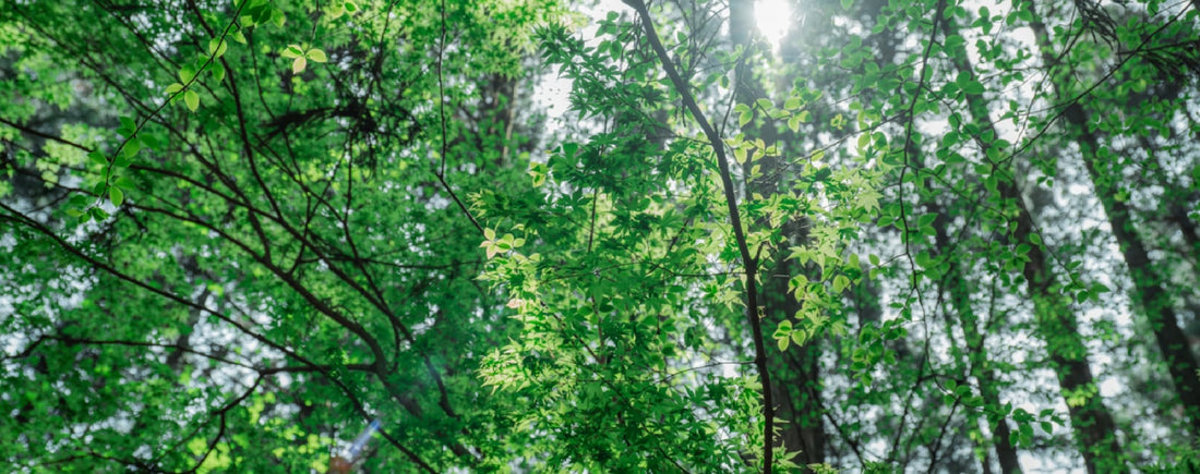 前日光醸造所｜SMALL FOREST BREWING｜日本酒の個人オーダーメイド醸造と、栃木県鹿沼市で地酒づくり｜小林醸造株式会社